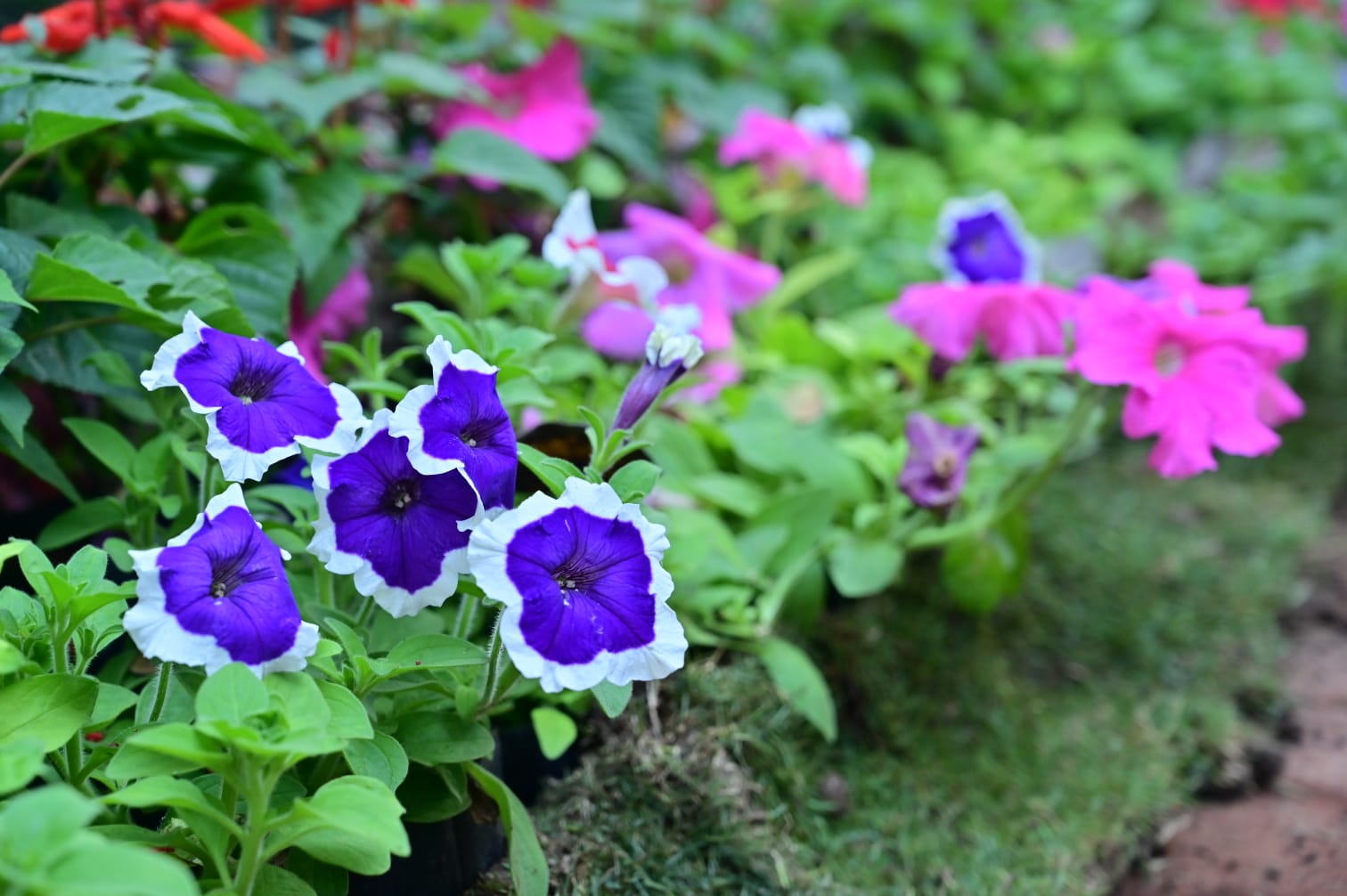 एम्प्रेस गार्डन पुष्प प्रदर्शनातील आकर्षक फुलांच्या मांडणीचा आनंद जून ...